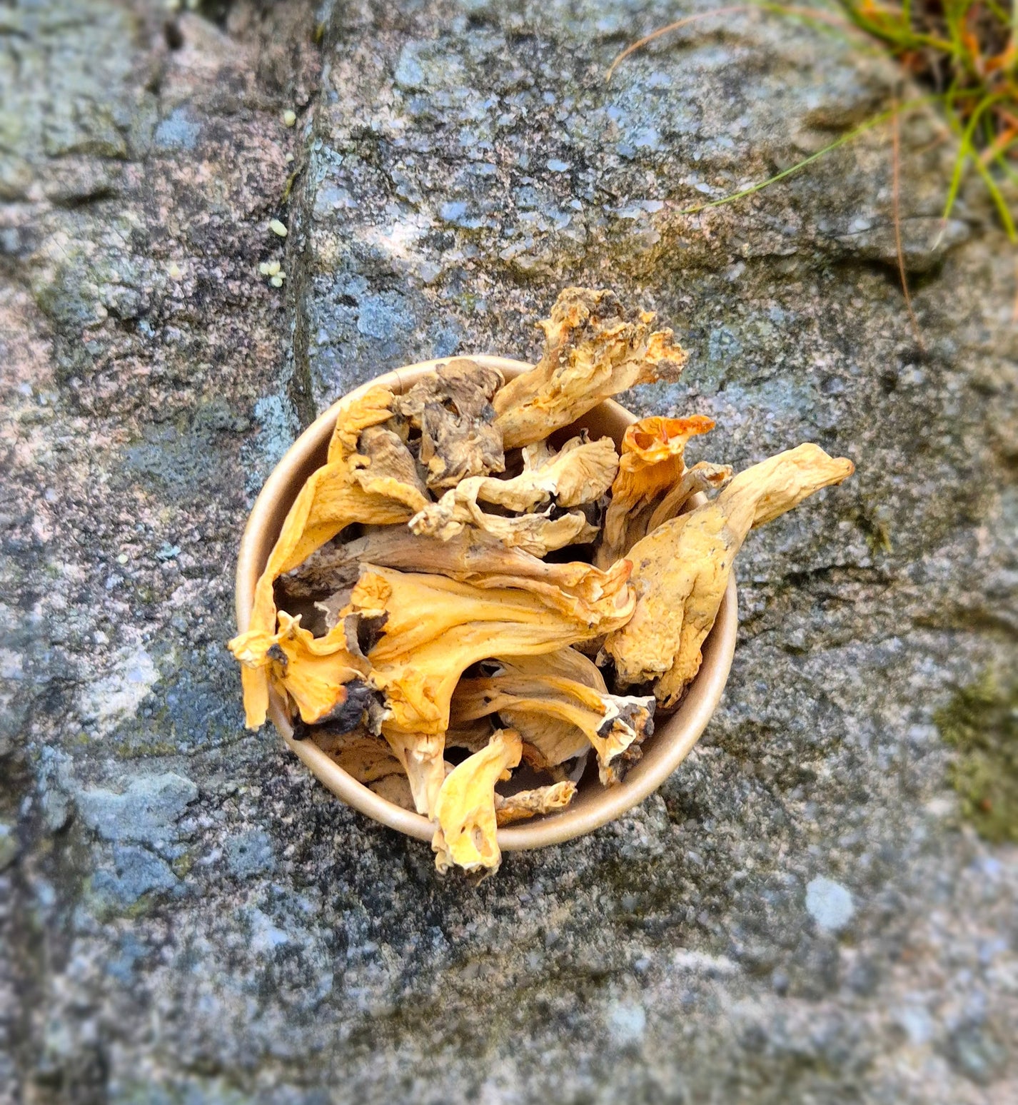 Rödgul Trumpetsvamp, Torkad Svamp – Láhku